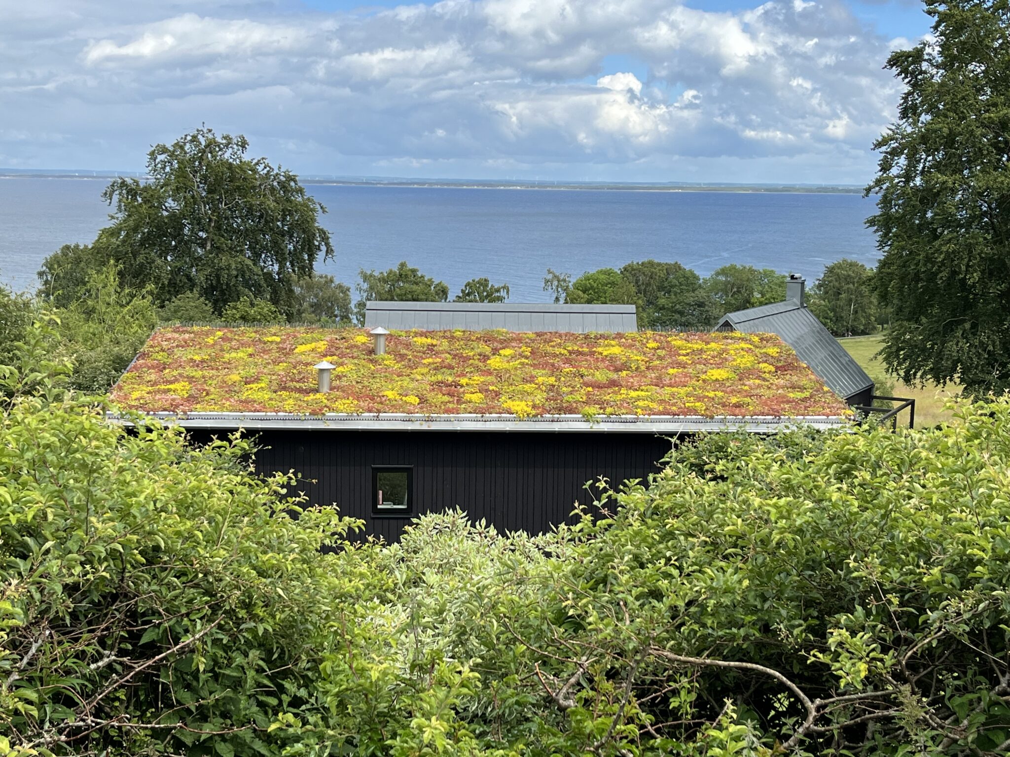 Enkelt att montera sedumtak – Turfman